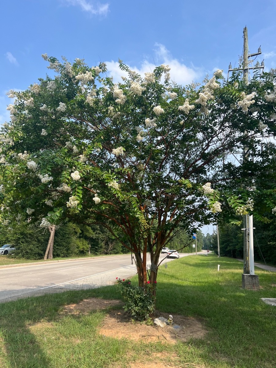 My sons beautiful tree!