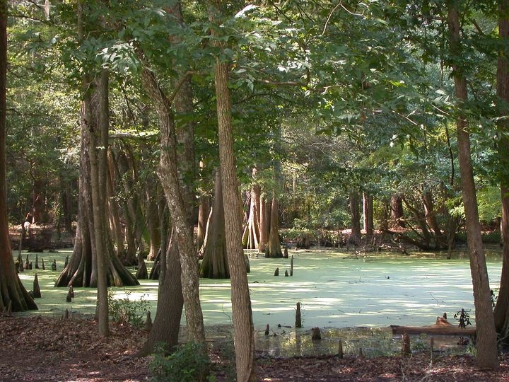 What Are The Benefits Of Cypress Swamps?