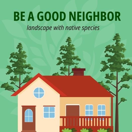 Dive into Native vs. Invasive Species: Landscaping Differences E