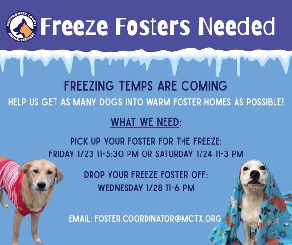 Become a Freeze Foster Hero This Winter!